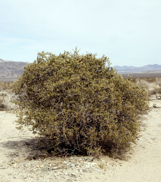 About Health: Jojoba Oil