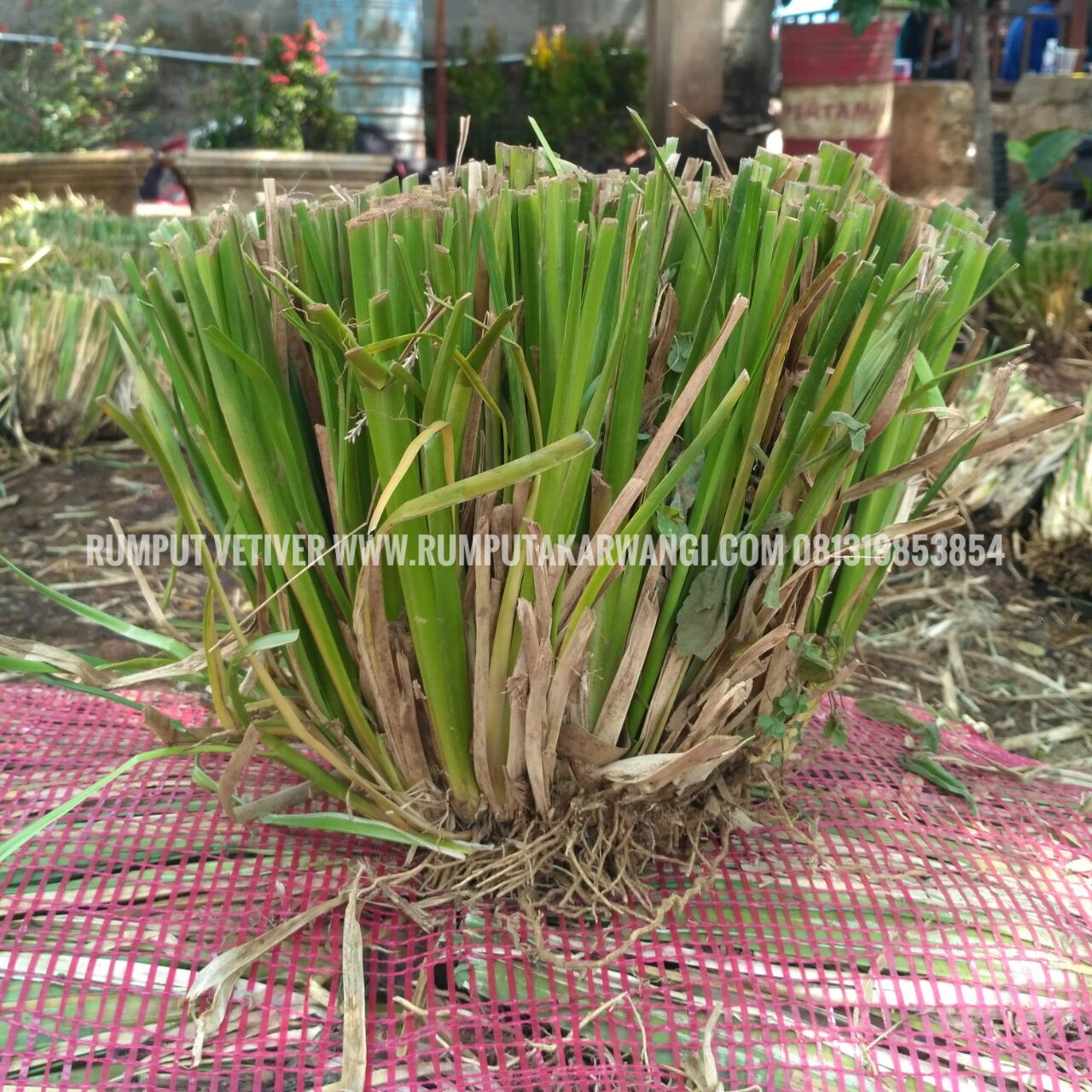 Agen Rumput Vetiver Pencegahan Longsor Rumput Akar Wangi ~ RUMPUT ...
