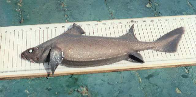 Artes de Pesca: VAMOS A PESCAR CERDO MARINO