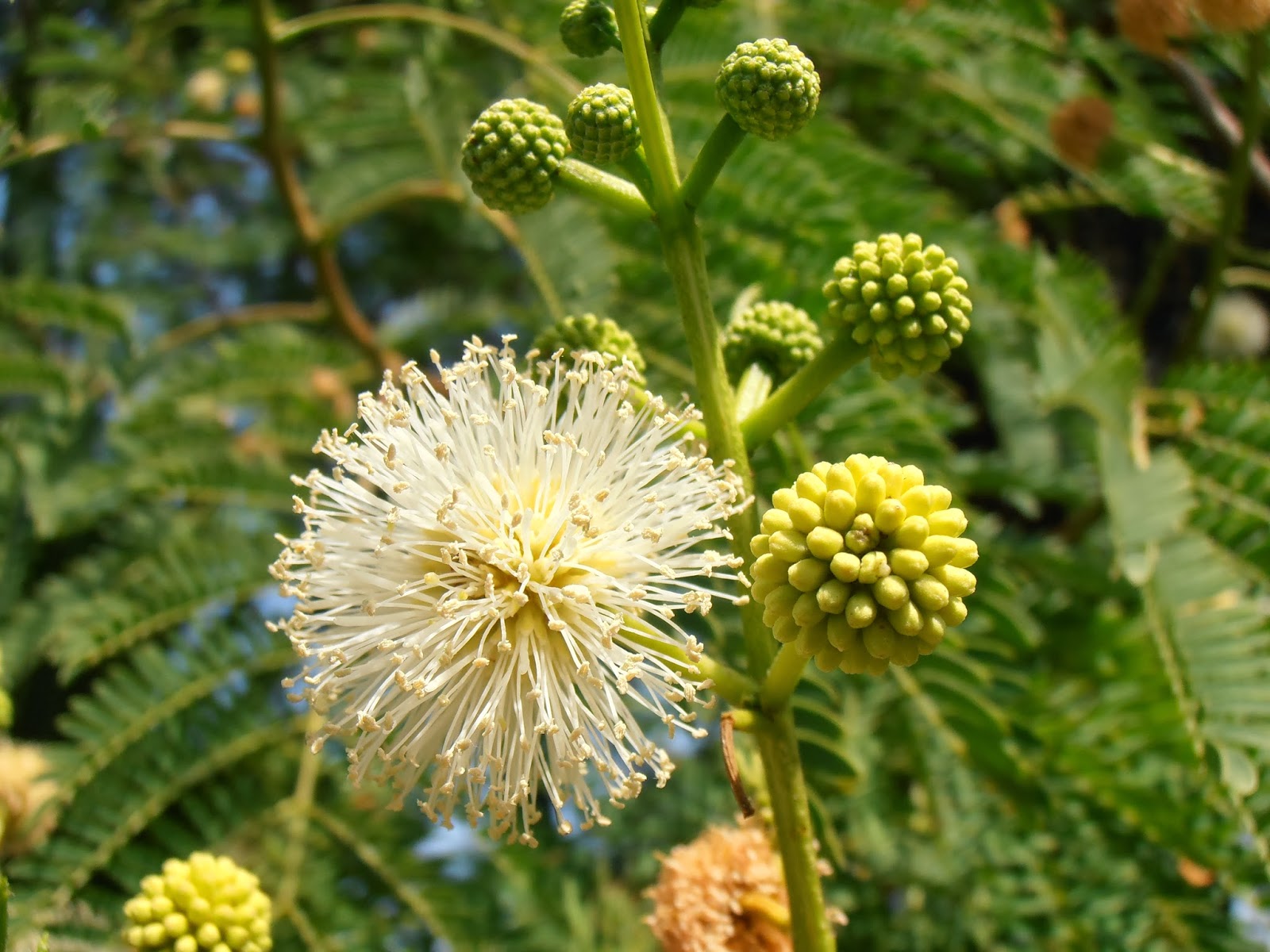 LEUCAENA: Leucaena leucocephala | Plantas rioMoros