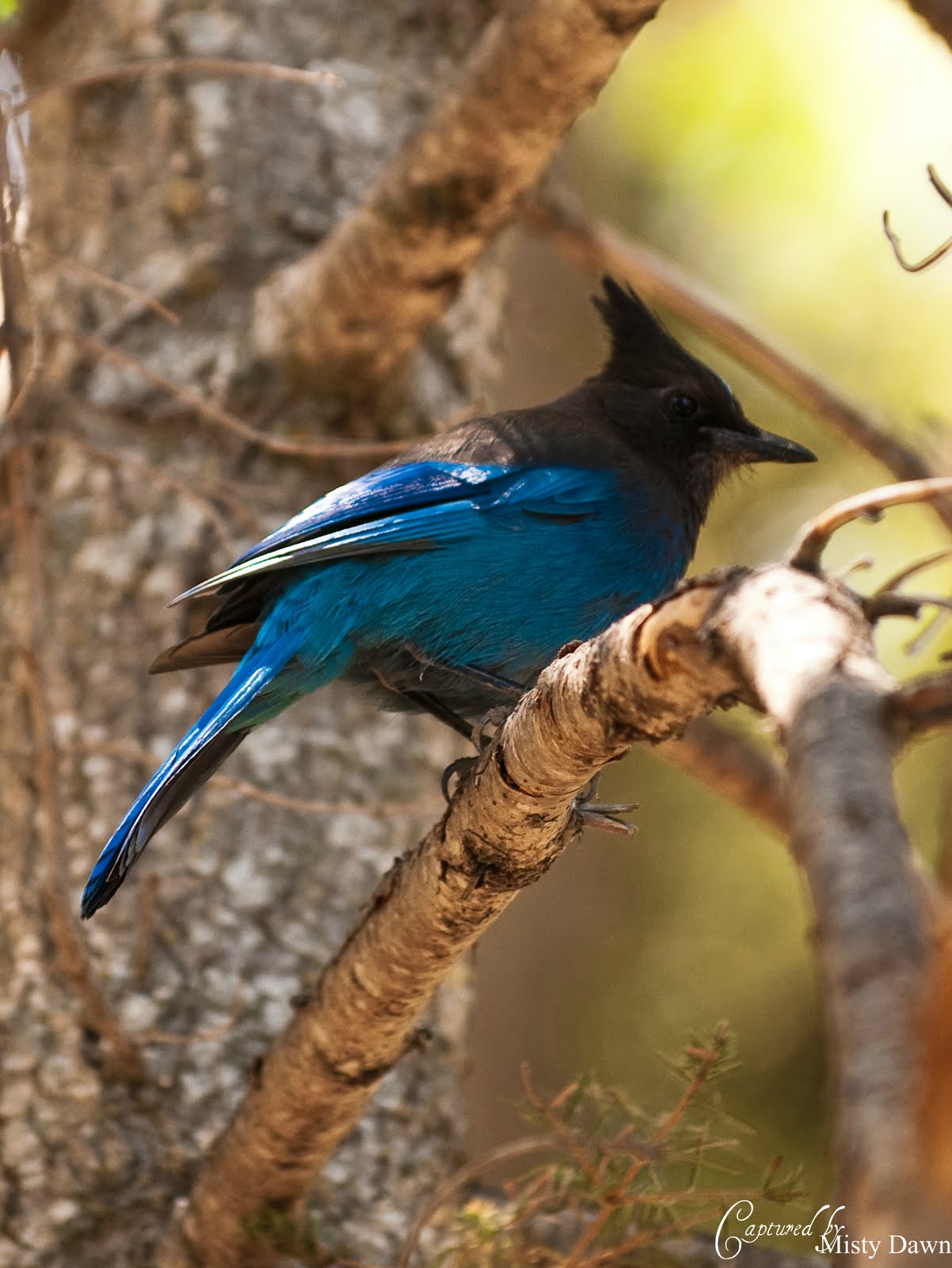 Through A Photographer's Eyes: Day 194 - Steller's Jay