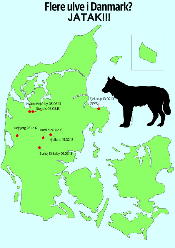 Brians blog: Wolves are back in Denmark - Ulve tilbage i Danmark