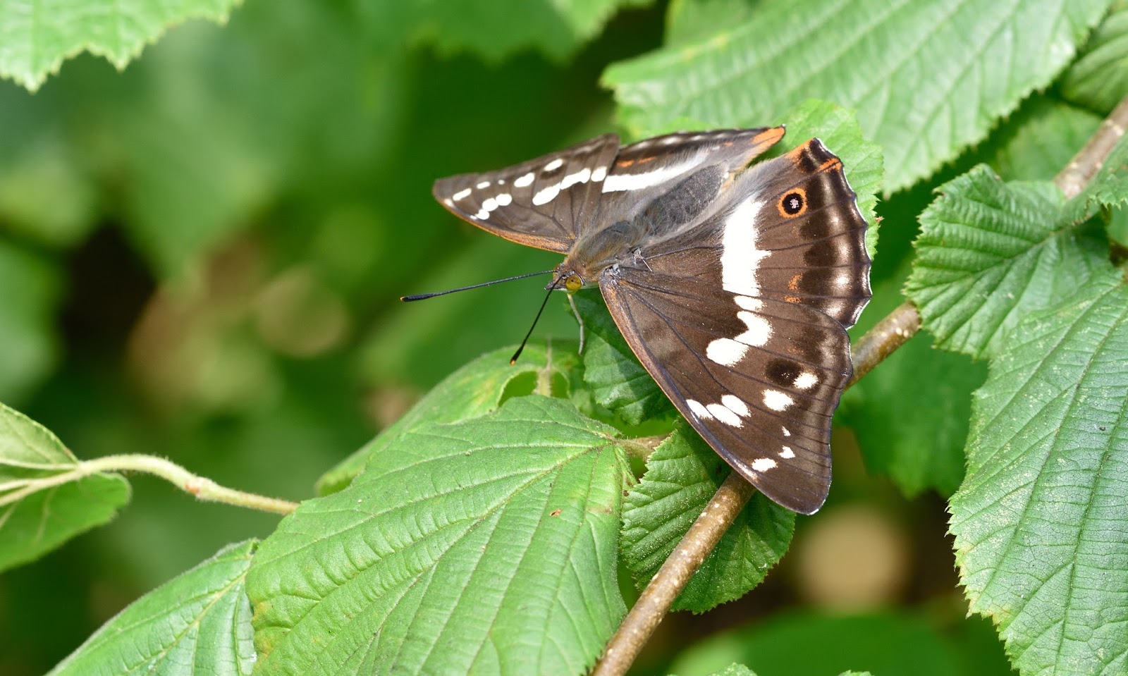 Bob's Butterfly and Bird Blog: Purple Empress Impresses!!