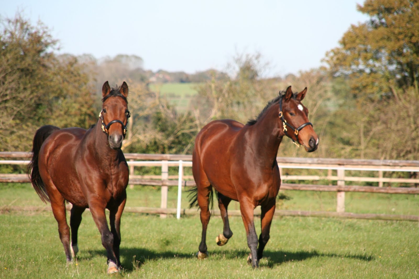 TRAKEHNERS CAN JUMP: TRAKEHNERS CAN JUMP part 4