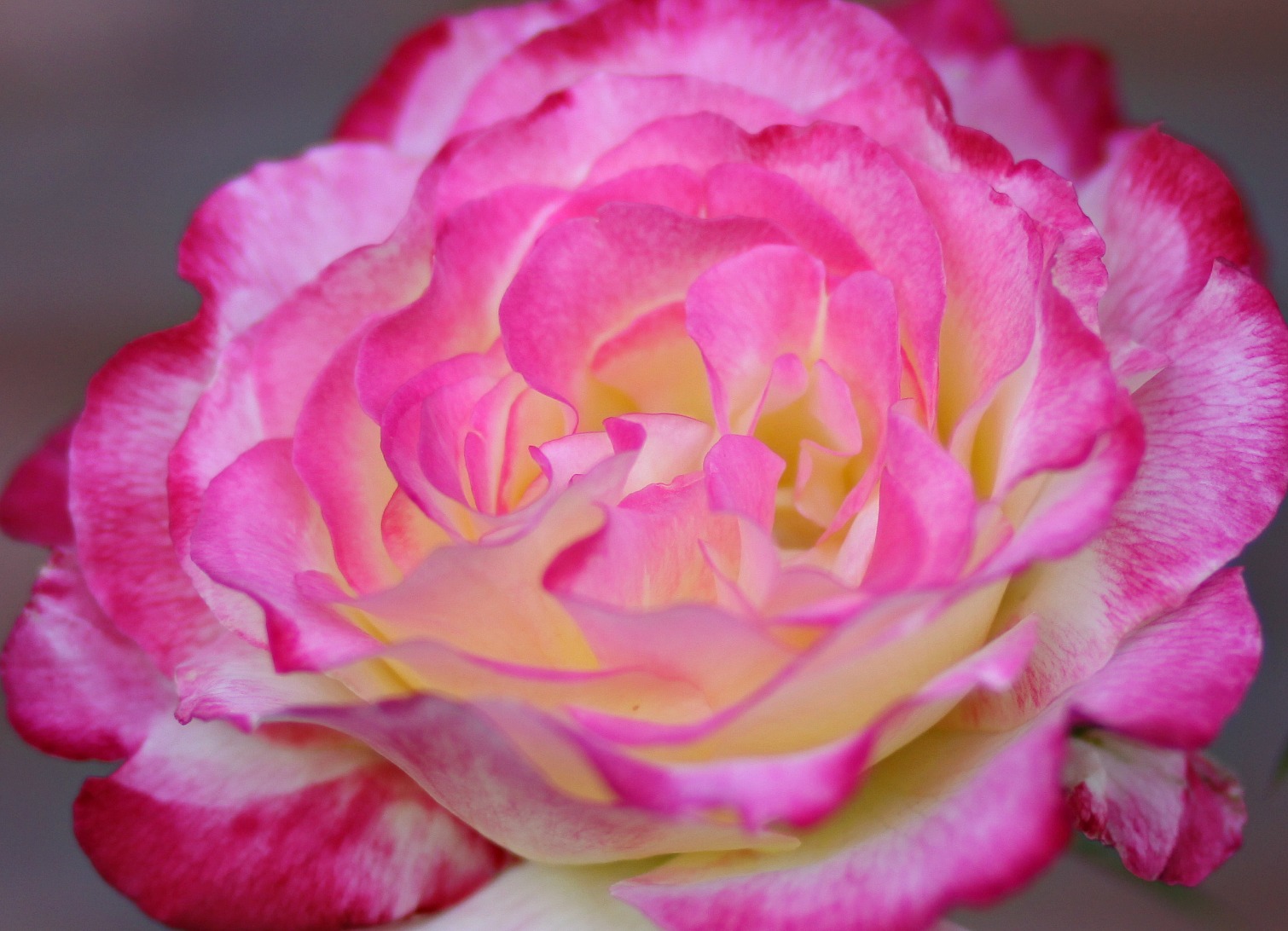 Karren's photography journal: "Fire and Ice" rose