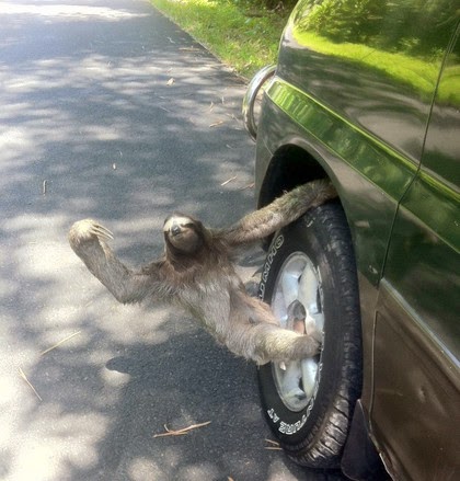 I Have Seen The Whole Of The Internet: Mechanic Sloth