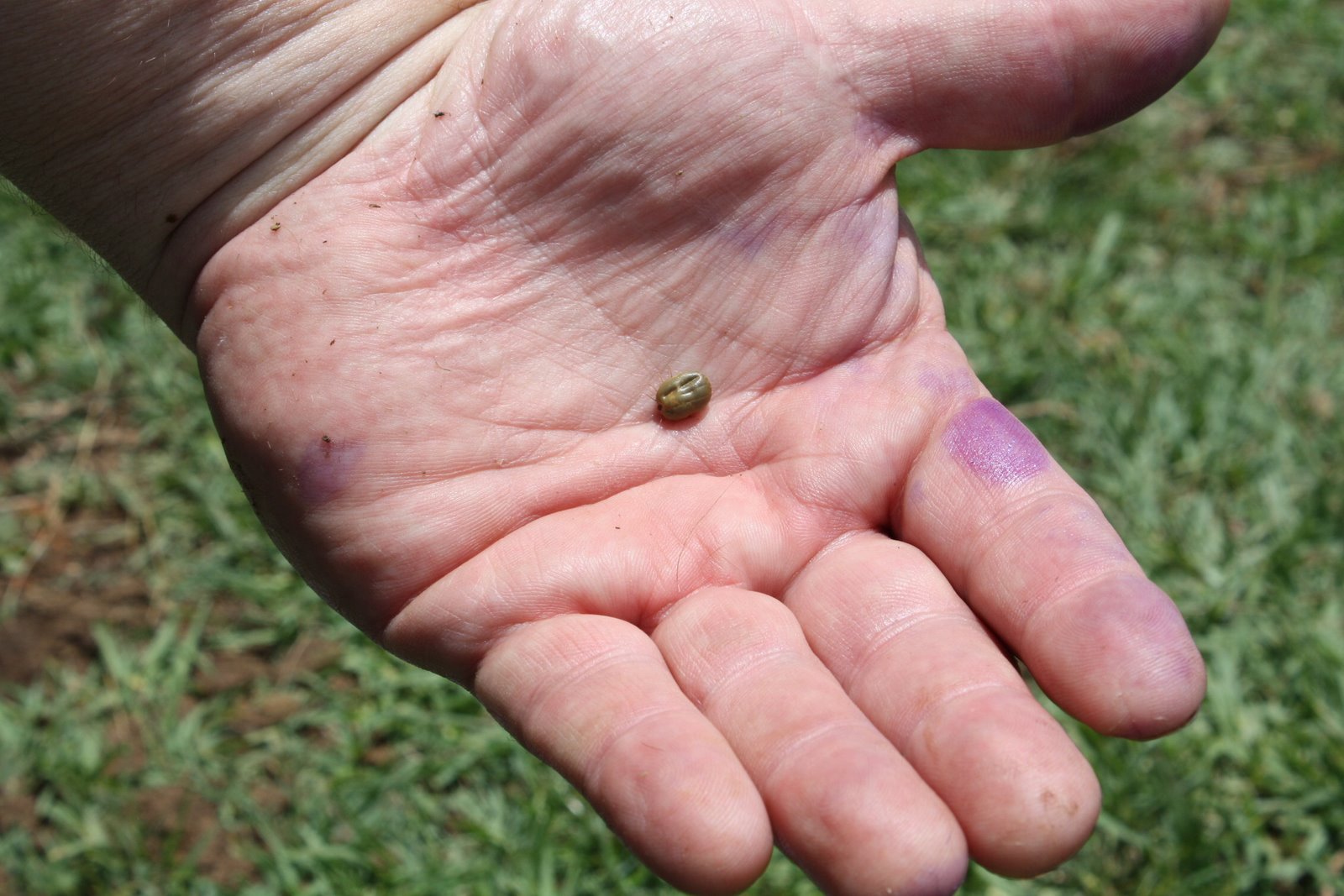 Tick Control on Cattle and Game: Tick Collection: Dr Hentie Vogel ...