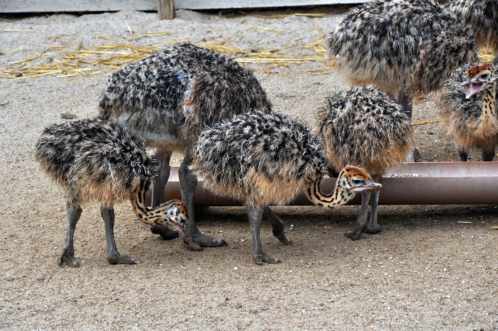 WHITE AND RED ONIONS: Farma strusi afrykańskich w Garczynie.