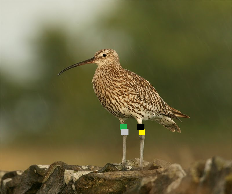 Zac Hinchcliffe's Birding Blog: German colour-ringed Curlew near Bangor!