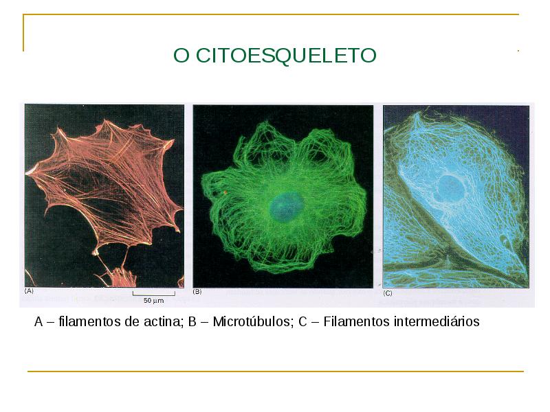 Ciências Biológicas- Biologia Celular : Citoesqueleto (microtúbulos)