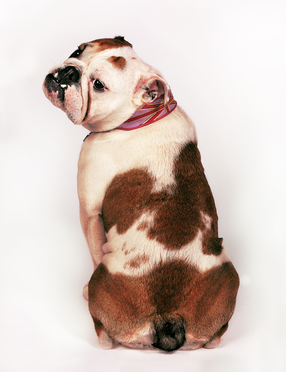 Mr Elbank: Daisy.. White Rabbit's beautiful British Bulldog...