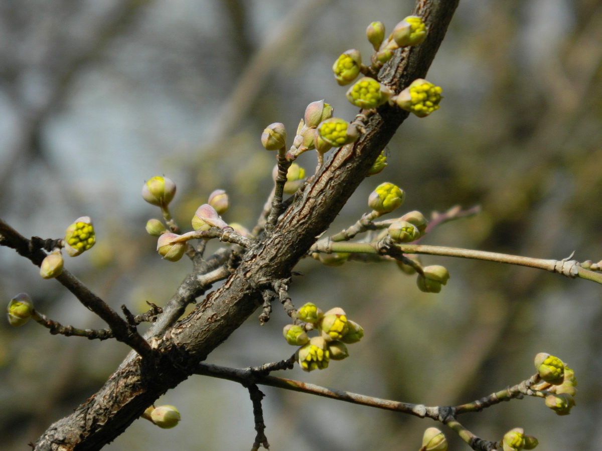 LA MULTI ANI, ROMANIA!: Primii muguri florali