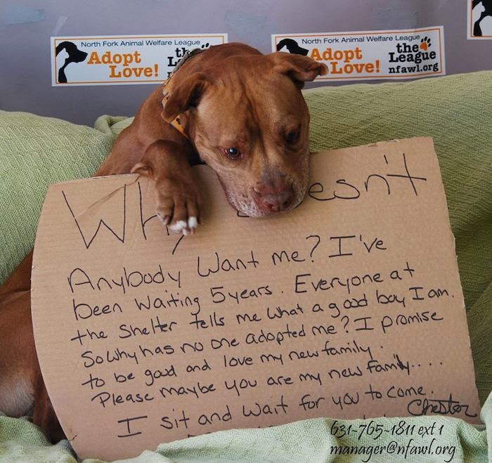 Chester, el perro que fue adoptado gracias a una fotografía - Mundo Feliz