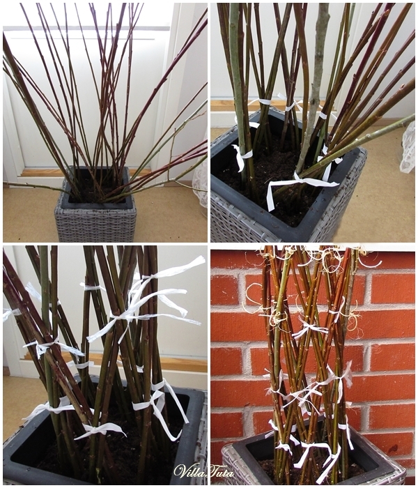 VillaTuta: Belgialainen pajupuu!