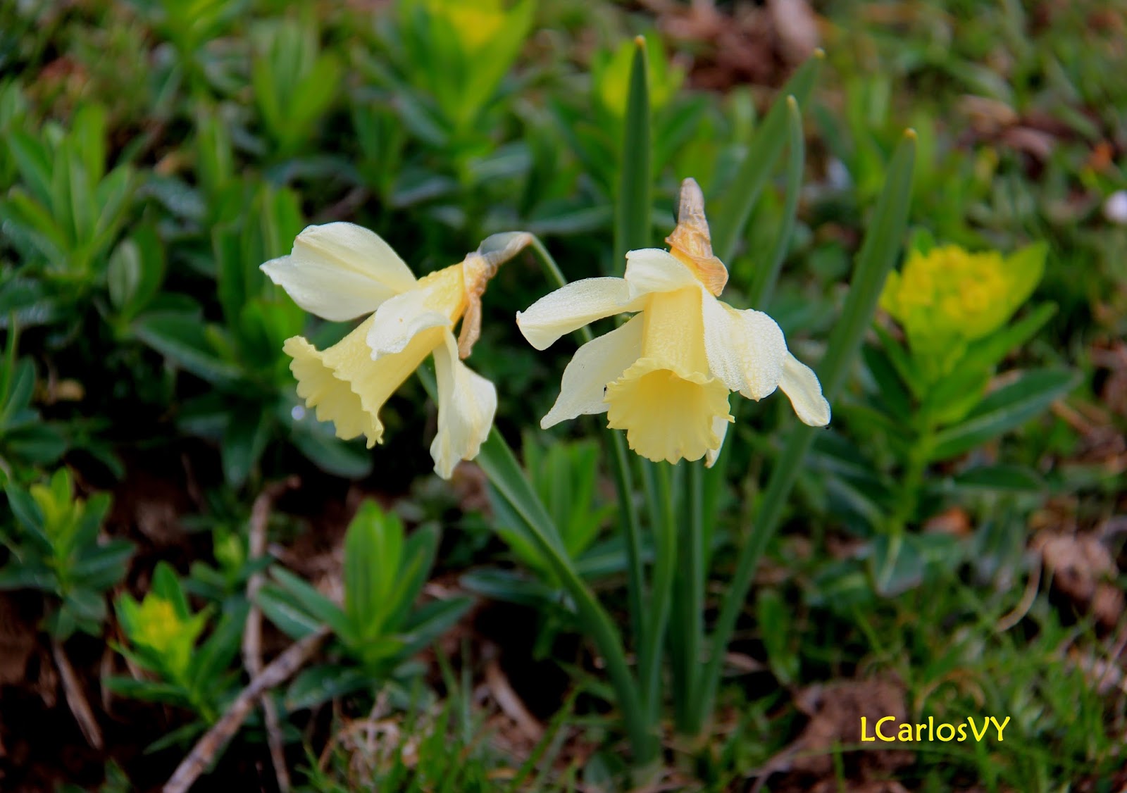 Plantas silvestres de Asturias: Narciso trompón - Narcissus tortuosus