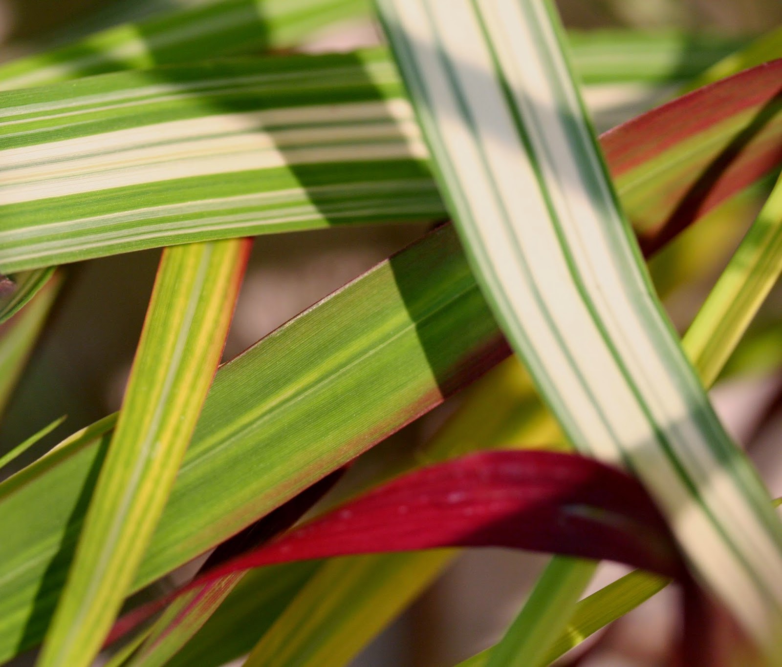 St. Bridget's News: Architectural plants, a hint of the exotic…that’s ...