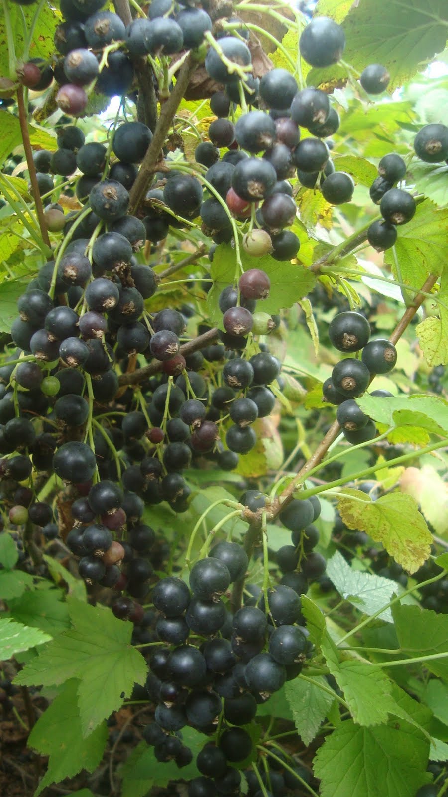 НОГООХОН БЛОГ: Хавар болоод мод тарих ажил эхэлж байна даа.