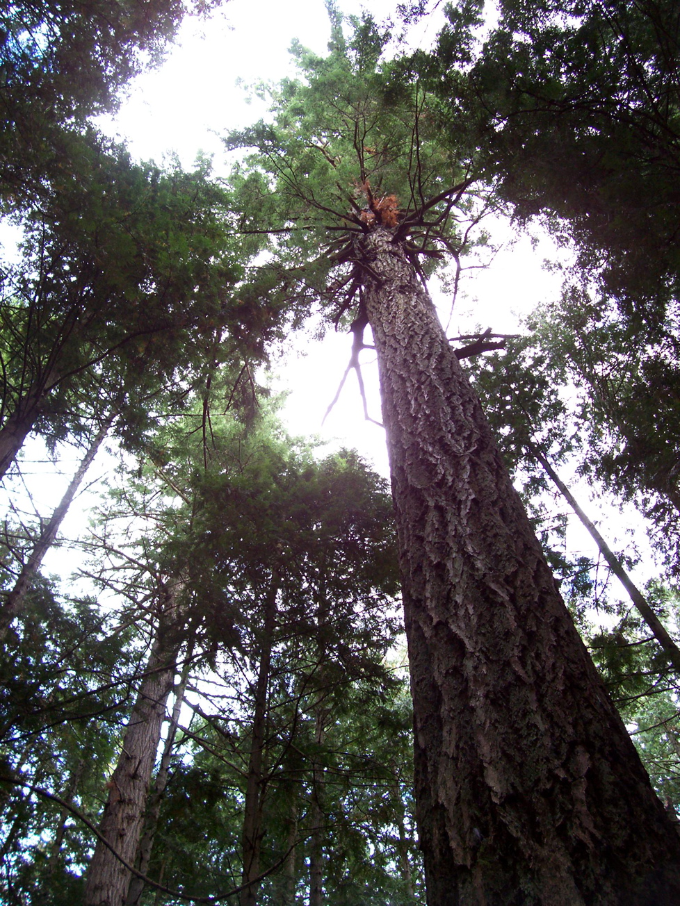 Vancouver Island Big Trees: Old Growth Forests