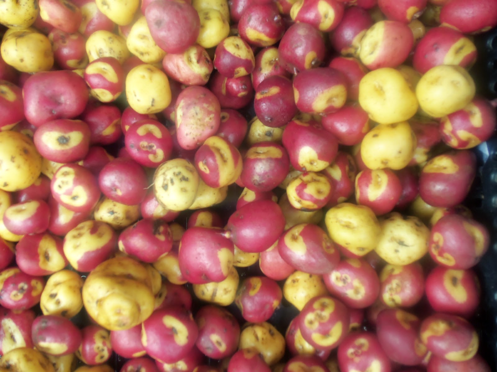 Papa y verduras de Bolivia: Papa Sani Imilla