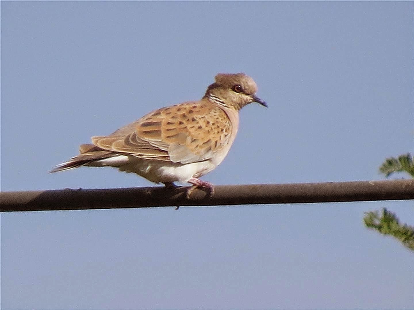 Birding for a Lark: Sociable lapwing and two types of turtle dove at ...