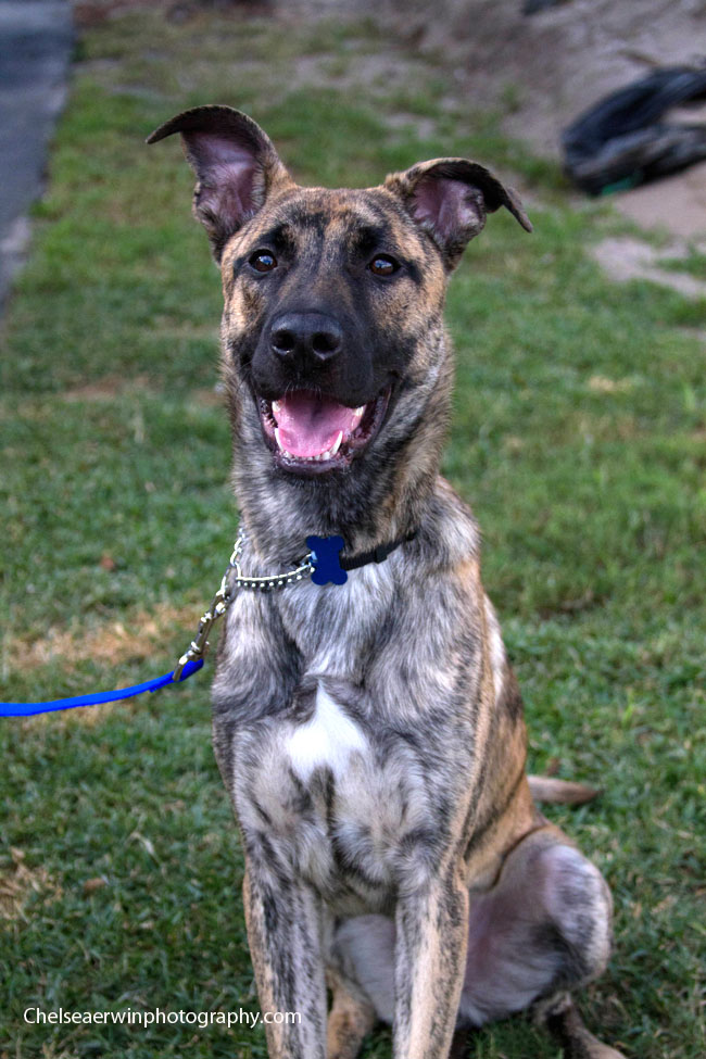 10 month old Shepherd/Greyhound Mix in Boca Raton needs home