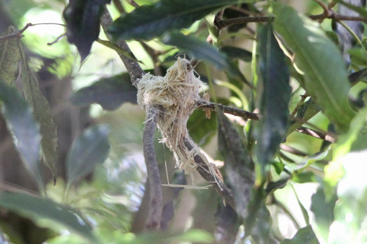 Pete's Flap Birding Aus: Grey fantail nest building, Phillip Island birds