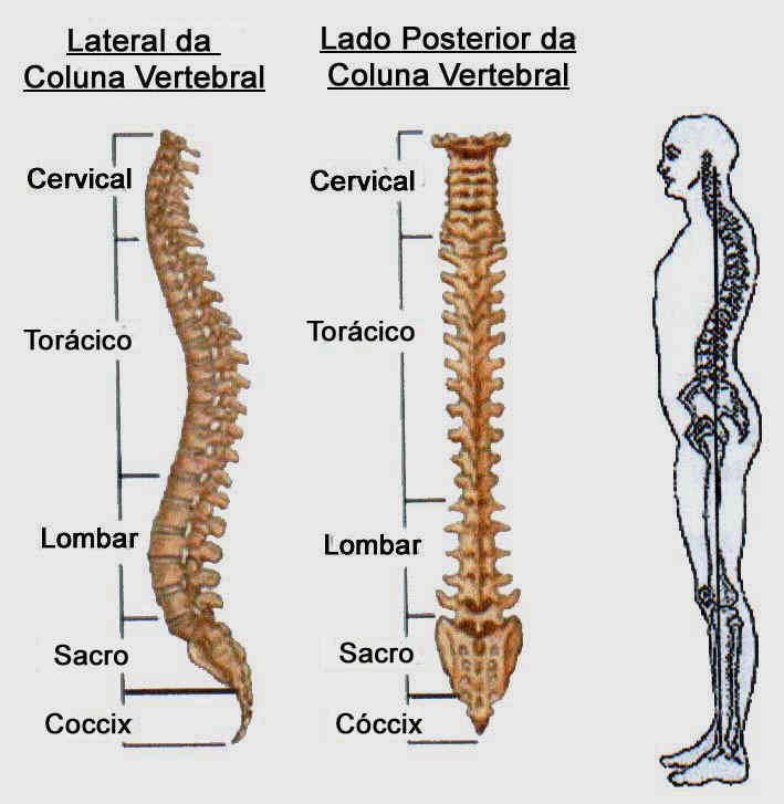 VIE CLÍNICA FISIOTERAPIA