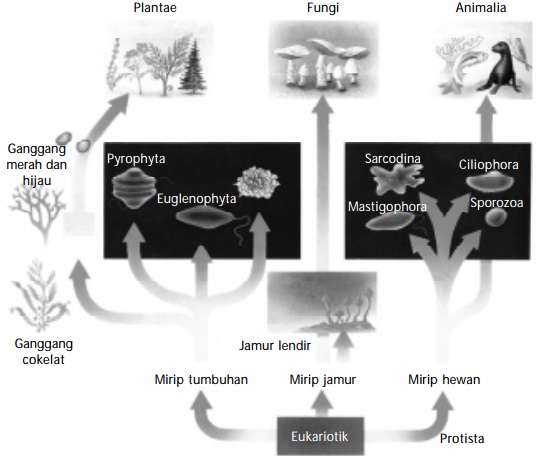 BIOLOGI SMA: Ciri Khusus Protista