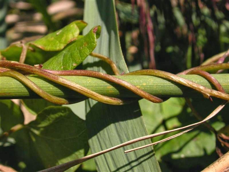 Naturaleza a raudales: TREPADORAS