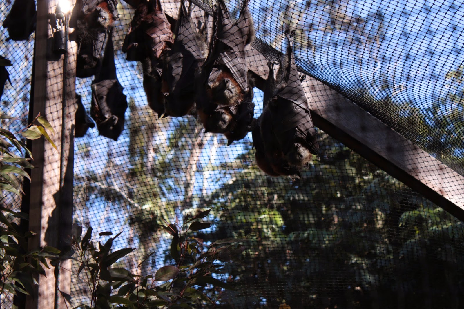 la mia avventura australiana: ...koala kanguri e poi altro ancora....