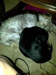 My Life in North Dakota: Pin Tzu (Miniature Pinscher Shih Tzu Cross)