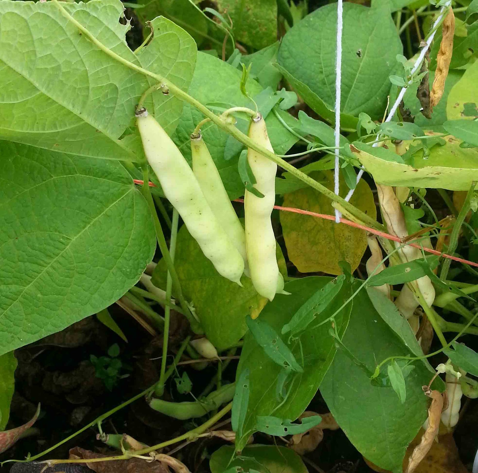 Mid-September Update - Hilltop Beds