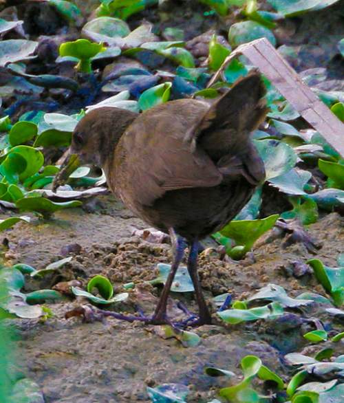Brown crake | Birds of India | Bird World