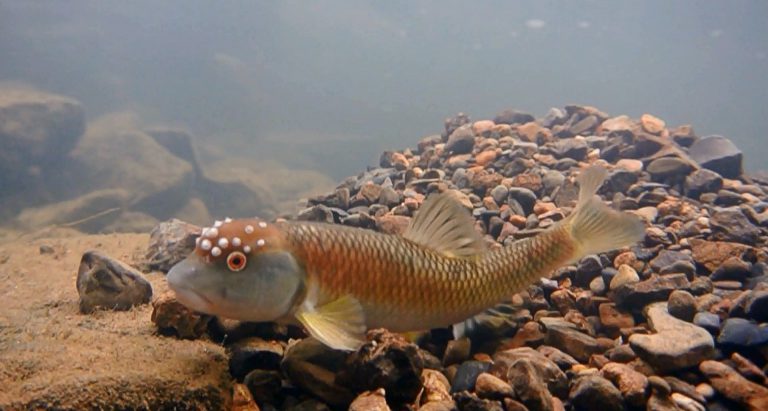 Virginia Tech Ichthyology Class : Student's Digital Stories "On ...