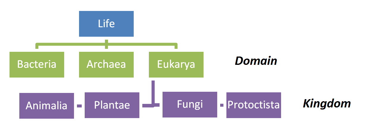 #147 Classification | Biology Notes for A level