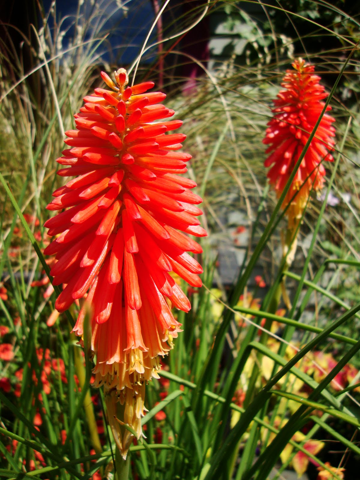 danger garden: Visiting Bloomtown…