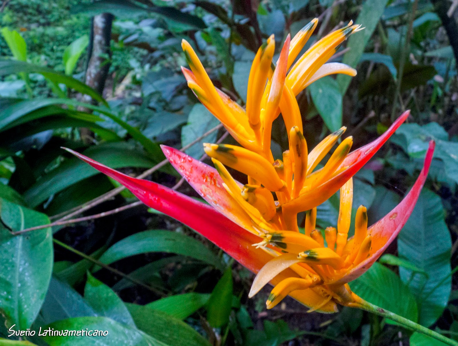 Sueño Latinuamericano: Mindo: el paraíso de las flores y el picaflor ...