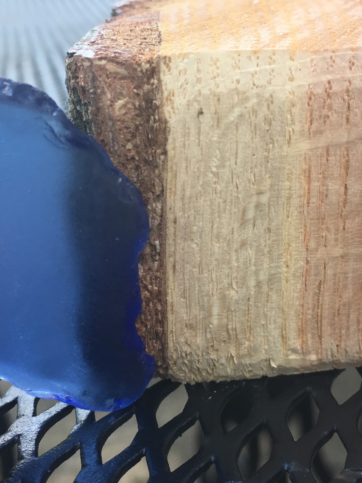 AP Bio Photo Blog: 23. Cambium