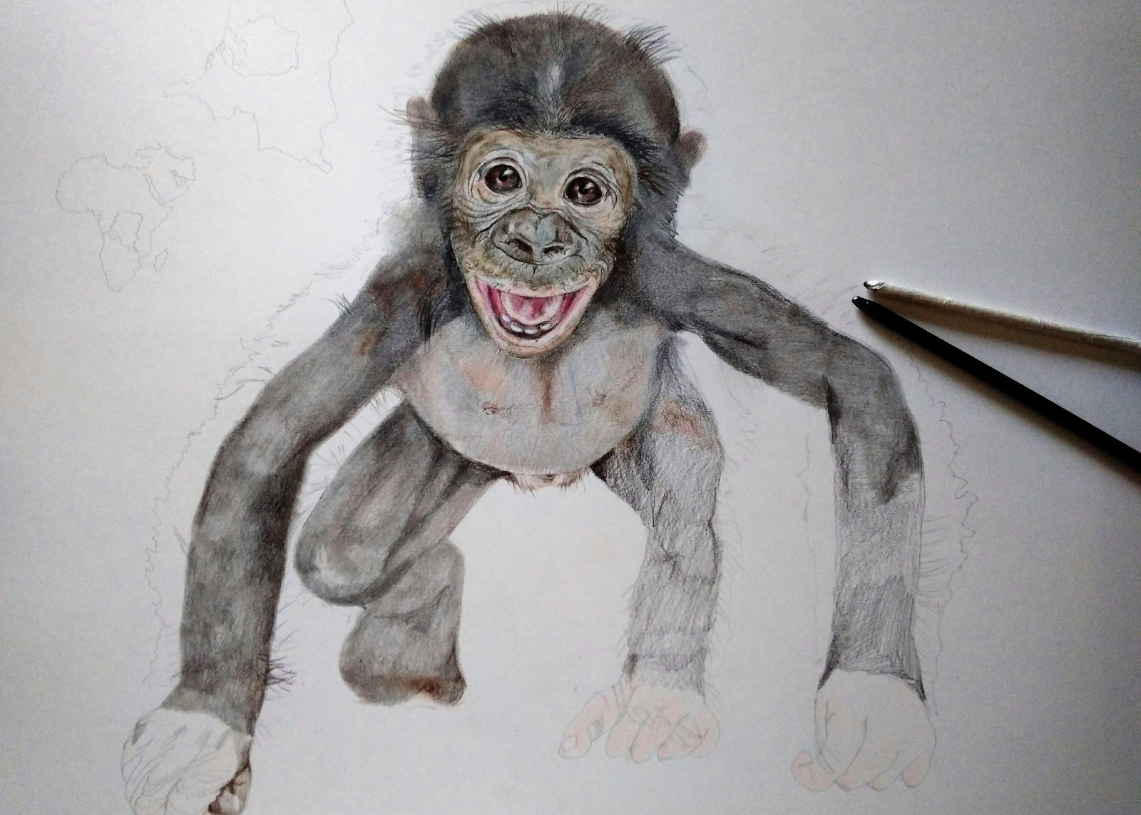 Work in progress Bonobo - Paula Sofia Vaz