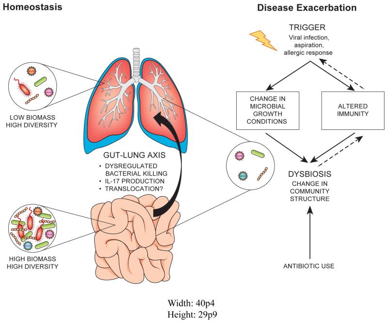 Lung-gut axis in CF patients