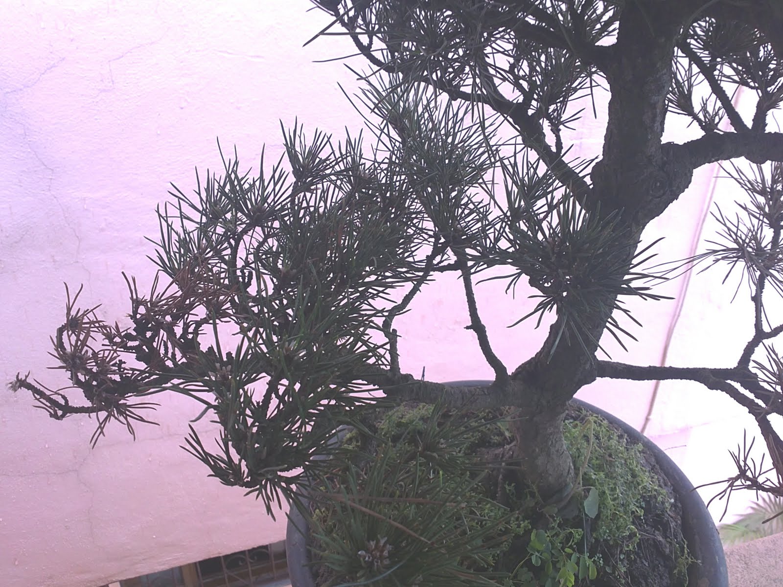 Leonardo Couto Arte Bonsai: Pinheiro Negro - o clássico da Arte Bonsai