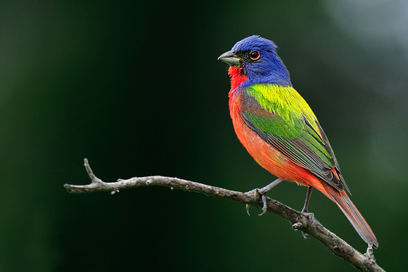 Bellas Aves de El Salvador: Passerina ciris (azulillo pintado ...