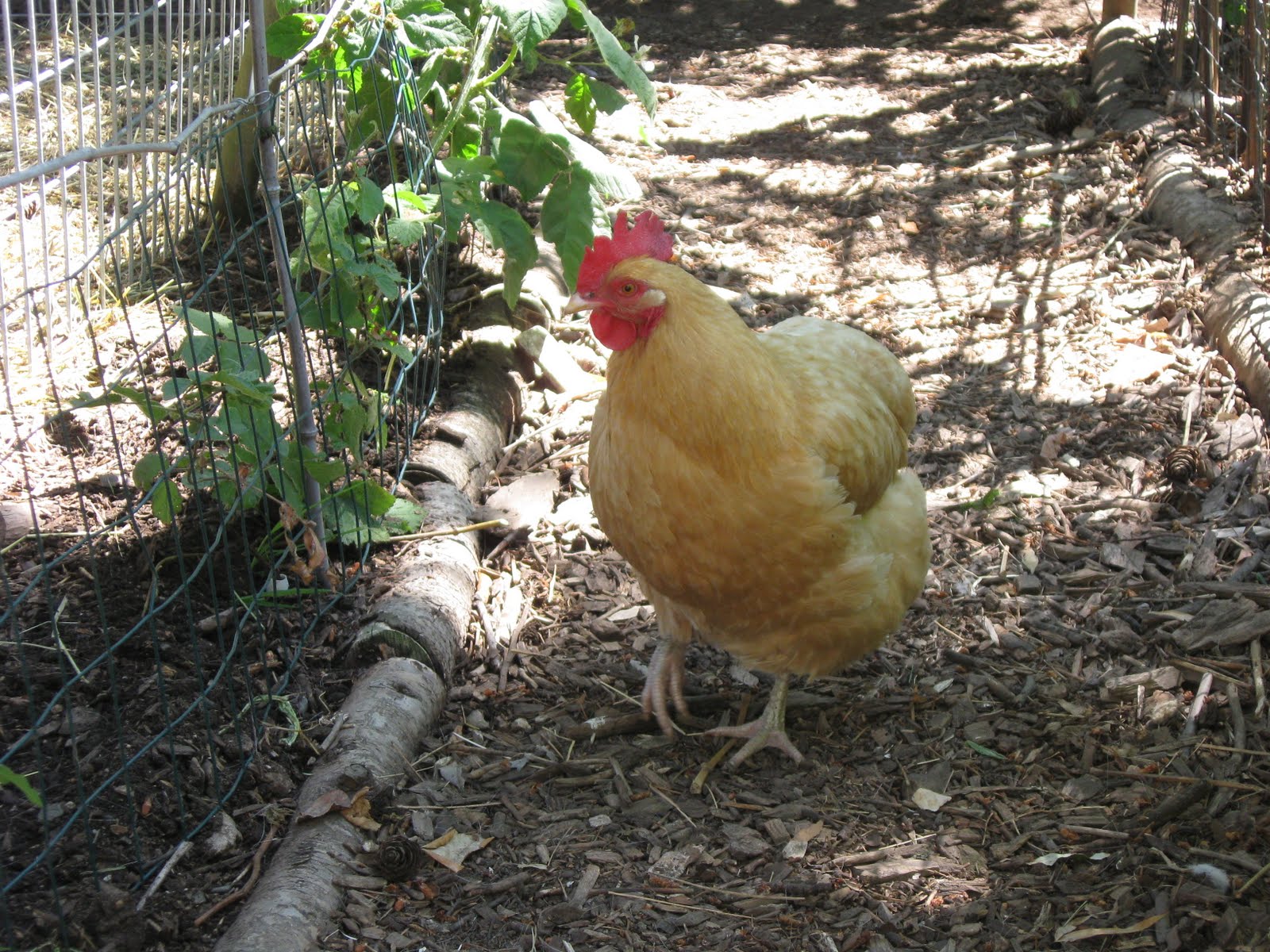 Joanie's in the Garden: Seattle Tilth's Chicken Coop/Urban Farm Tour