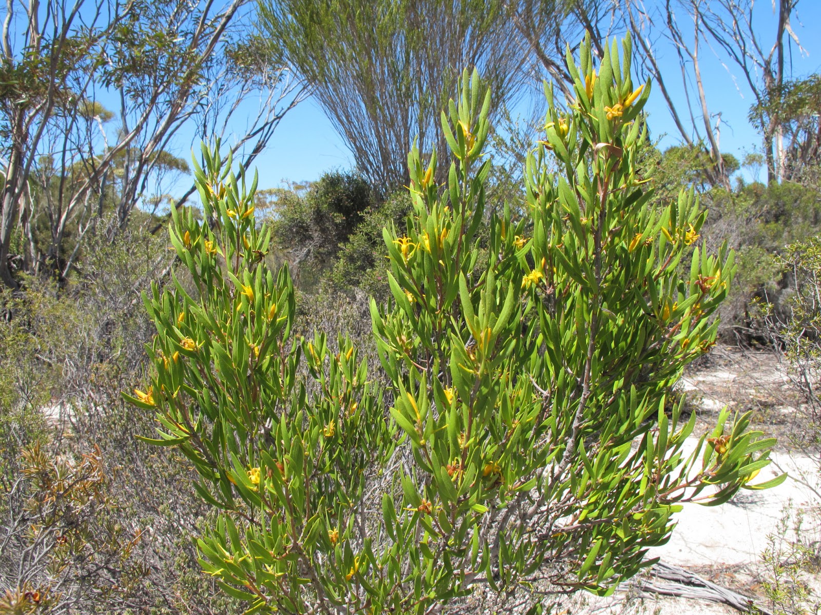 Esperance Wildflowers: Persoonia trinervis – Geebung