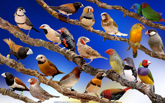 Jenis Finch Yang Paling Banyak Di Cari di Indonesia - Media Online ...