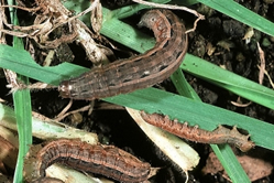 Koperasi Agro Belantik: Perosak Peringkat Awal Tanaman Padi