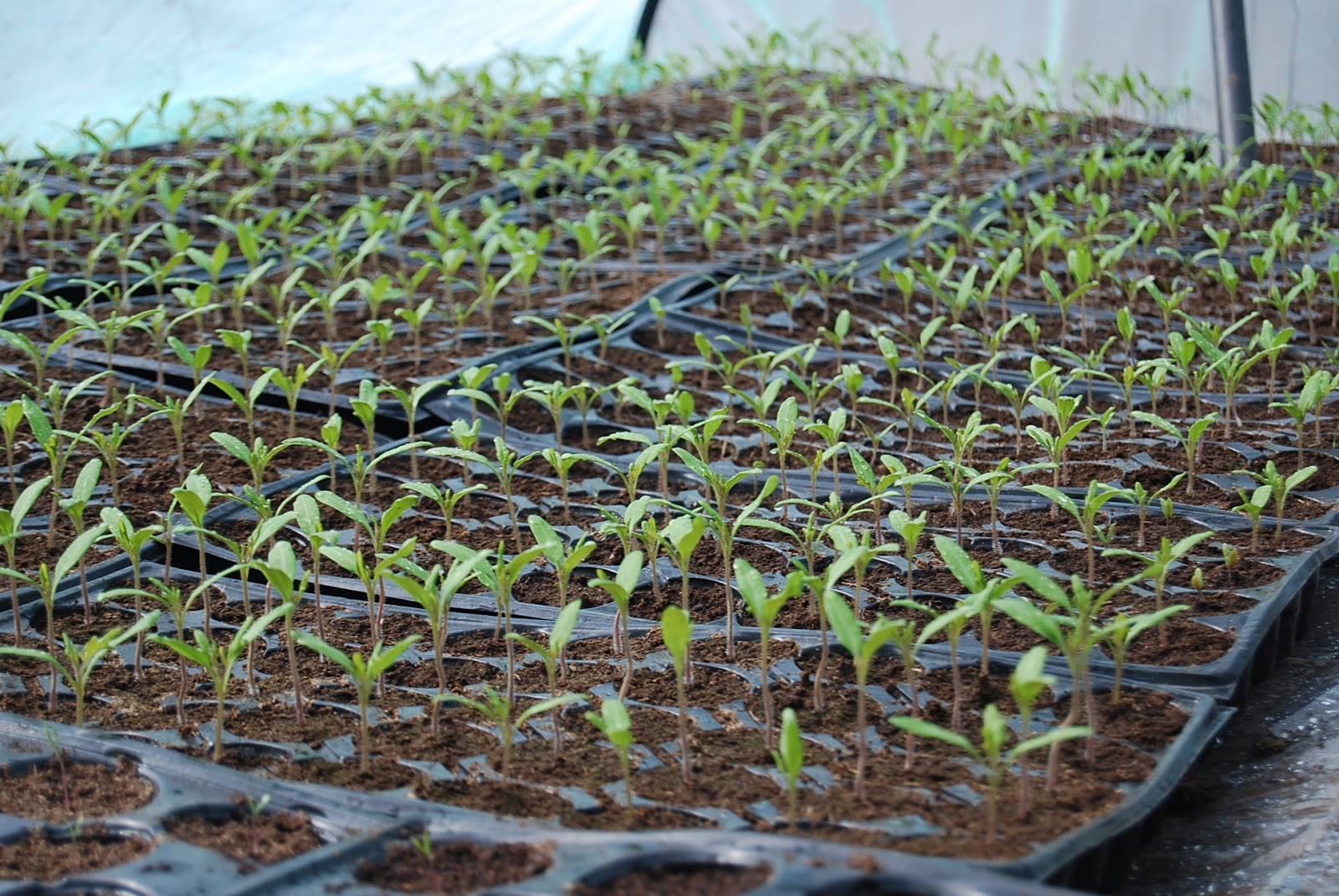 LEGUMICULTURA IN SOLAR SI SERE: RASADURILE DE ROSII