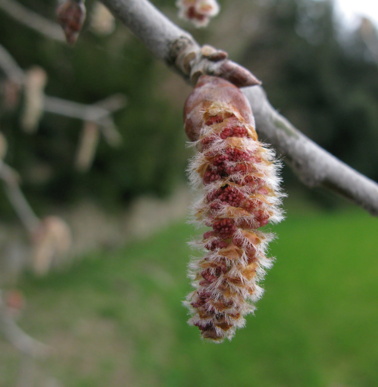 Flores y Palabras: Flor de álamo