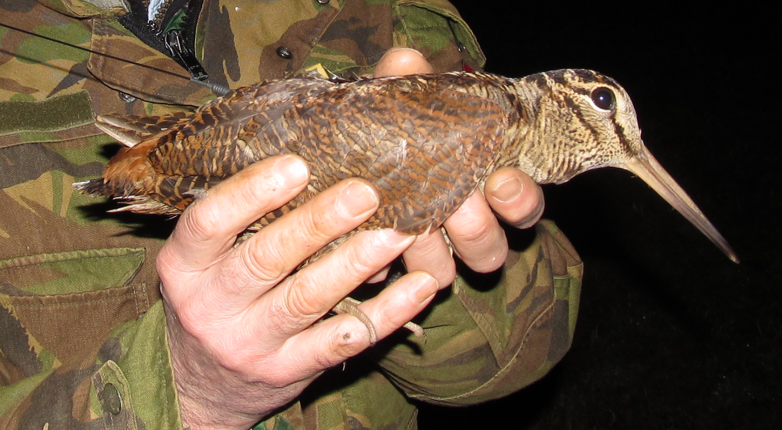 Ruffled Feathers: Woodcock sprung into migration.