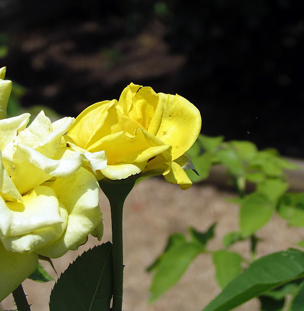 Patchwork Garden: San Antonio Botanical Gardens...